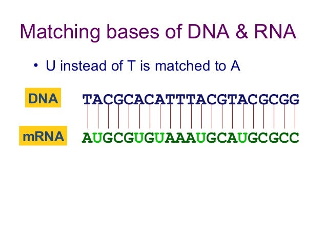12.3 dna, rna, and protein