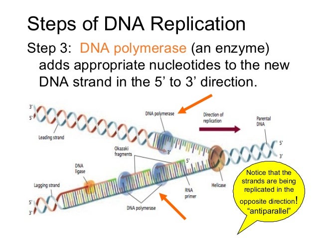 12.2 Replication of DNA