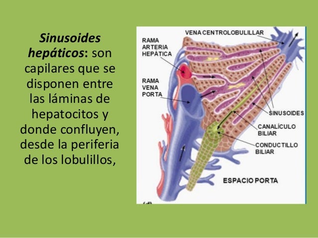 12. aparato digestivo