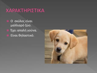 ΣΚΥΛΟΣ | PPTX
