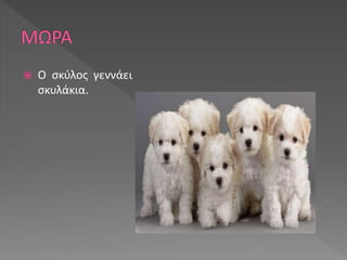 ΣΚΥΛΟΣ | PPT | Free Download