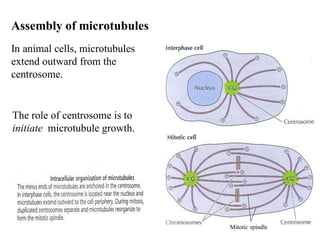 Microtubules Animal Cell