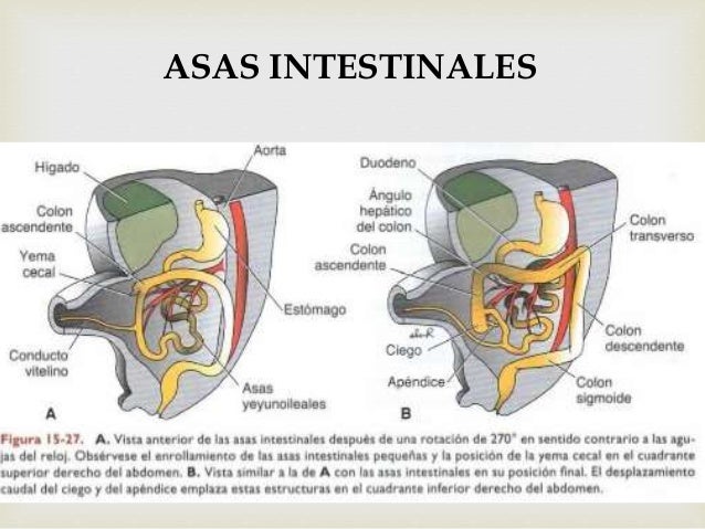 1. Aparato digestivo