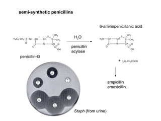 12.enzymes and enzyme kinetics.web