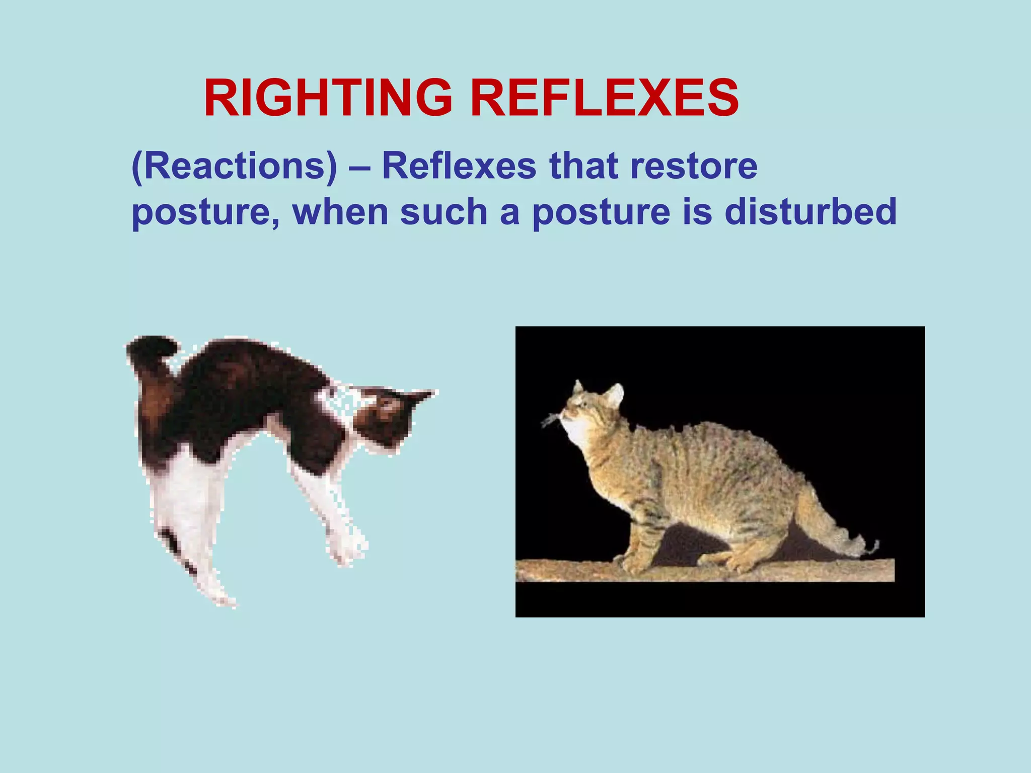 12.postural reflexes kjg | PDF