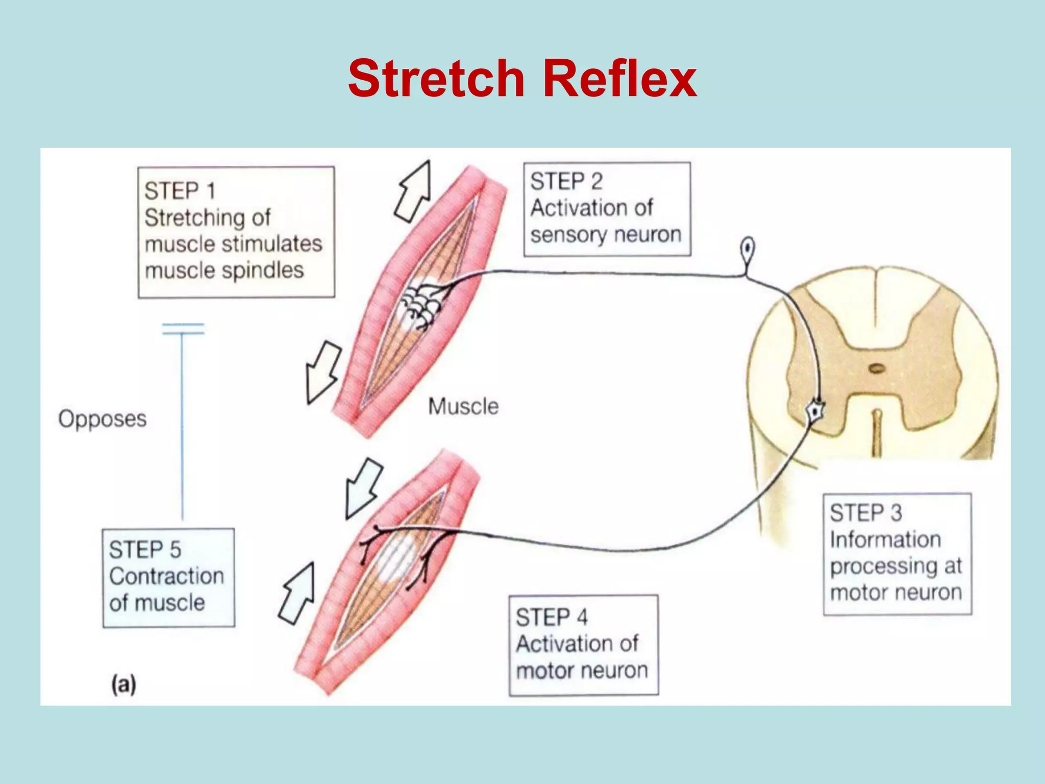 12.postural reflexes kjg | PDF
