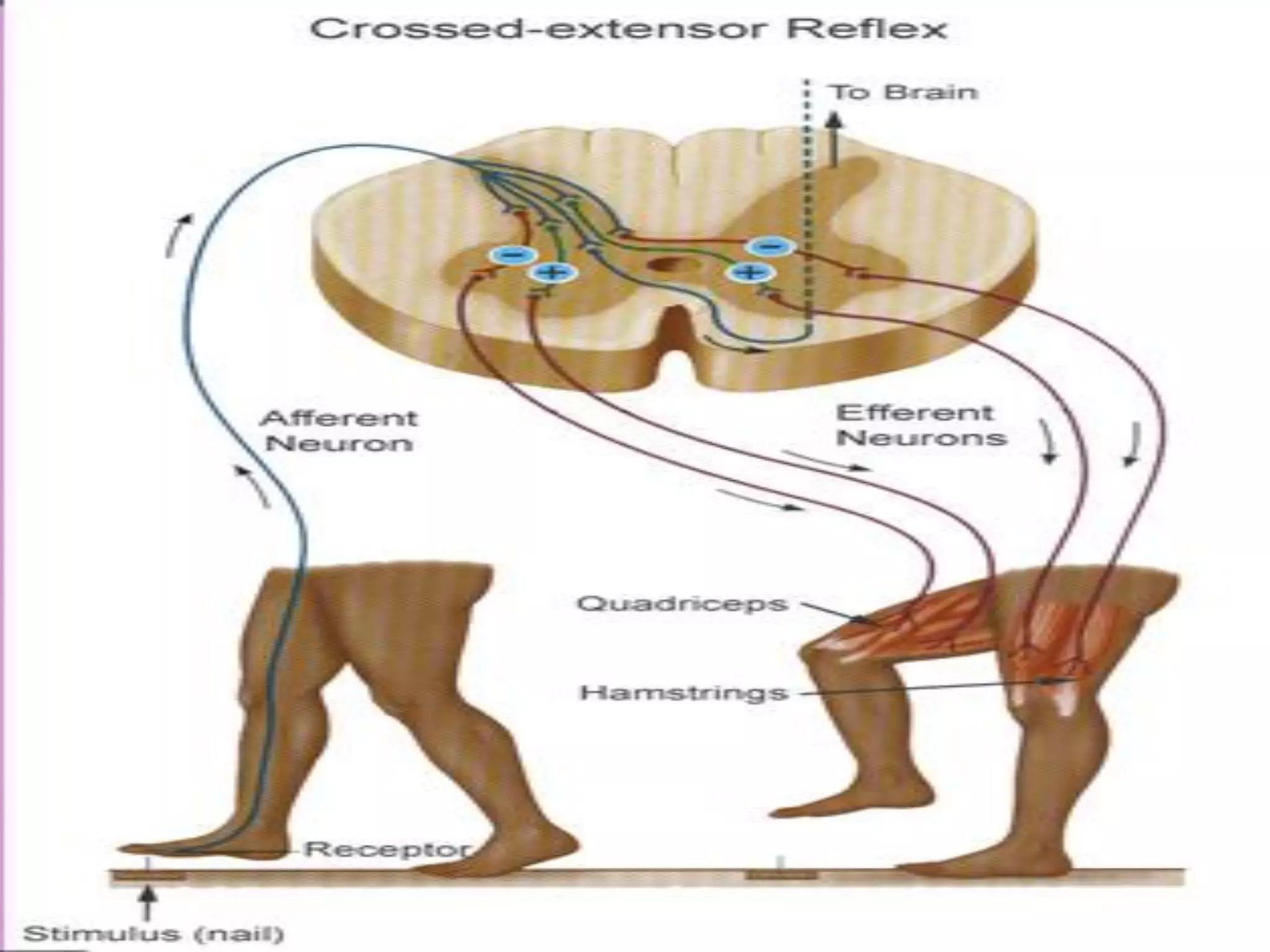 12.postural reflexes kjg | PDF