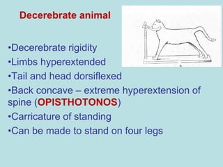 12.postural reflexes kjg | PDF