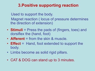 Positive Support Reflex
