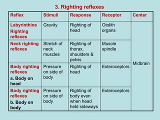 Labyrinthine Righting Reflex