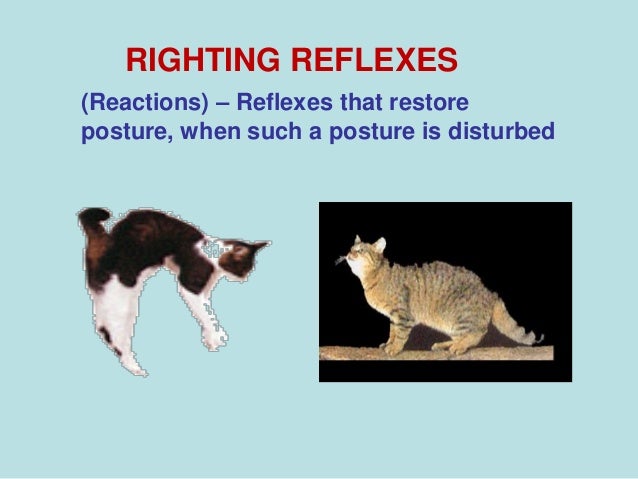12.postural reflexes kjg