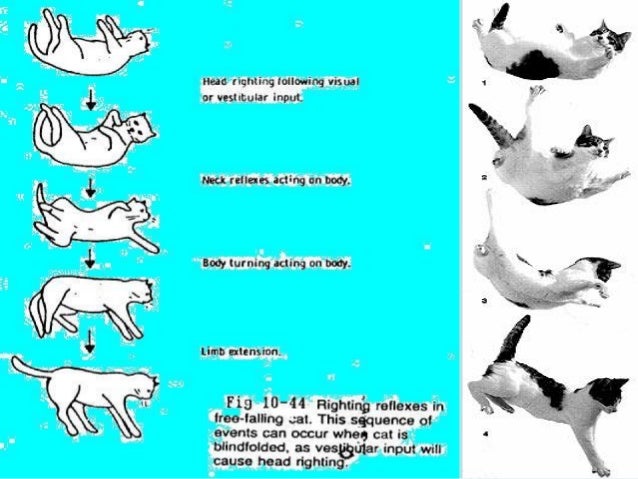 12.postural reflexes kjg