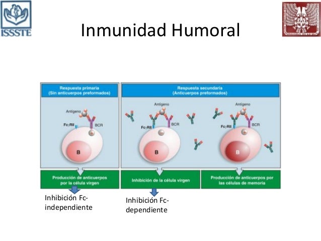 12. Inmunidad Humoral UVM Campus Zapopan