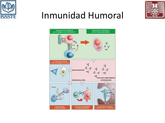 12. Inmunidad Humoral UVM Campus Zapopan