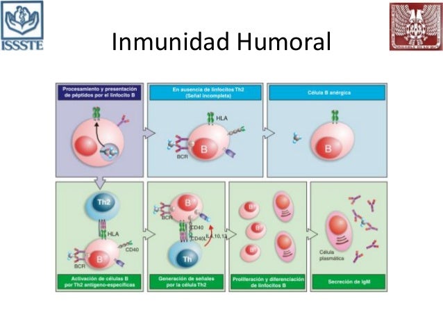 12. Inmunidad Humoral UVM Campus Zapopan
