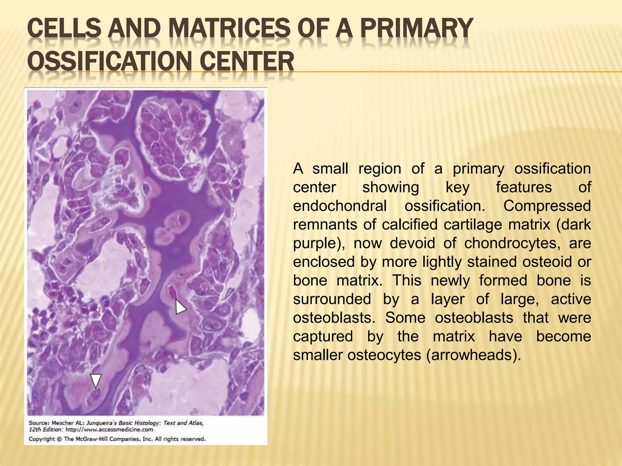 Histology of Bone | PPTX