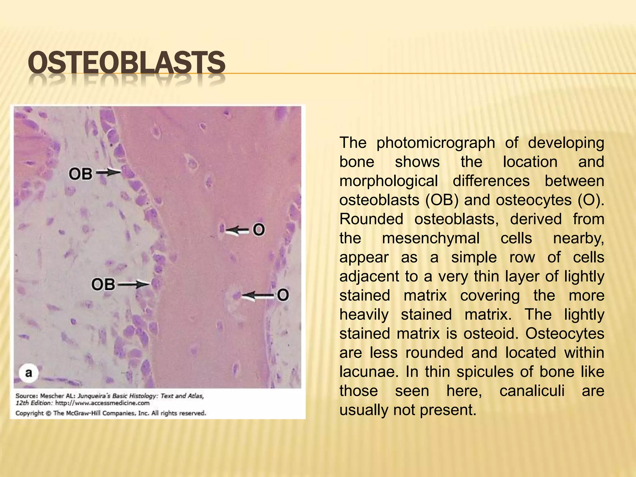 Histology of Bone | PPTX