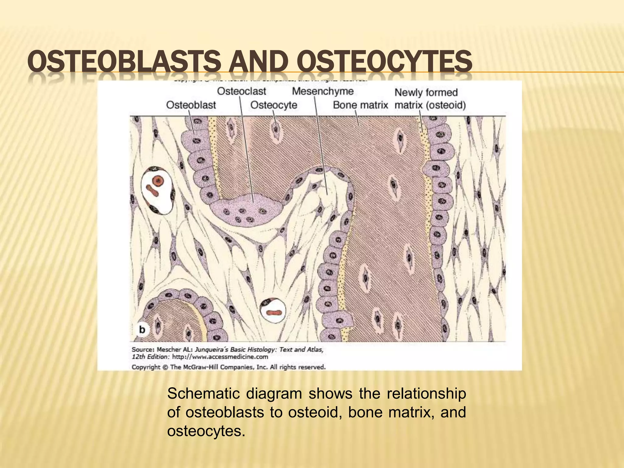 Histology of Bone | PPTX