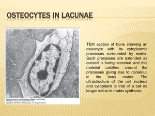 Histology of Bone | PPTX