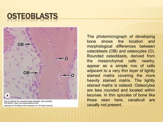 Histology of Bone | PPTX | Bone and Joint Conditions | Diseases and ...
