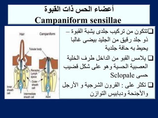 Lect. 12 - Insect sense organs | PPT
