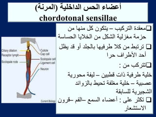 Lect. 12 - Insect sense organs | PPT