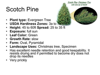 12 17 Williamsburg Christmas | PPT