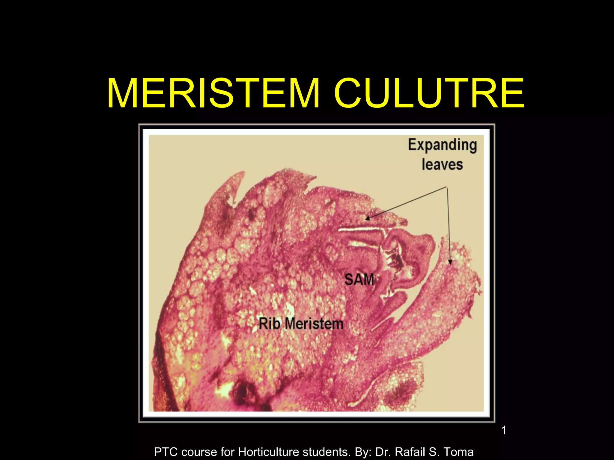 12. meristem culture | PPT
