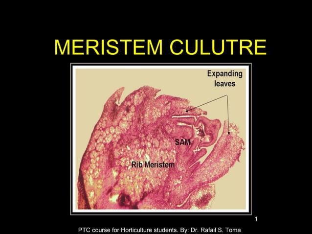 12. meristem culture | PPT