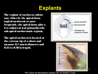 12. meristem culture | PPT