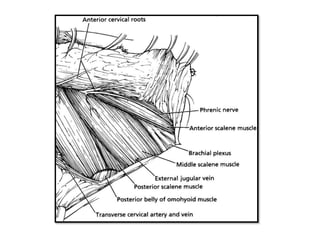 Scalenus Anterior Cat