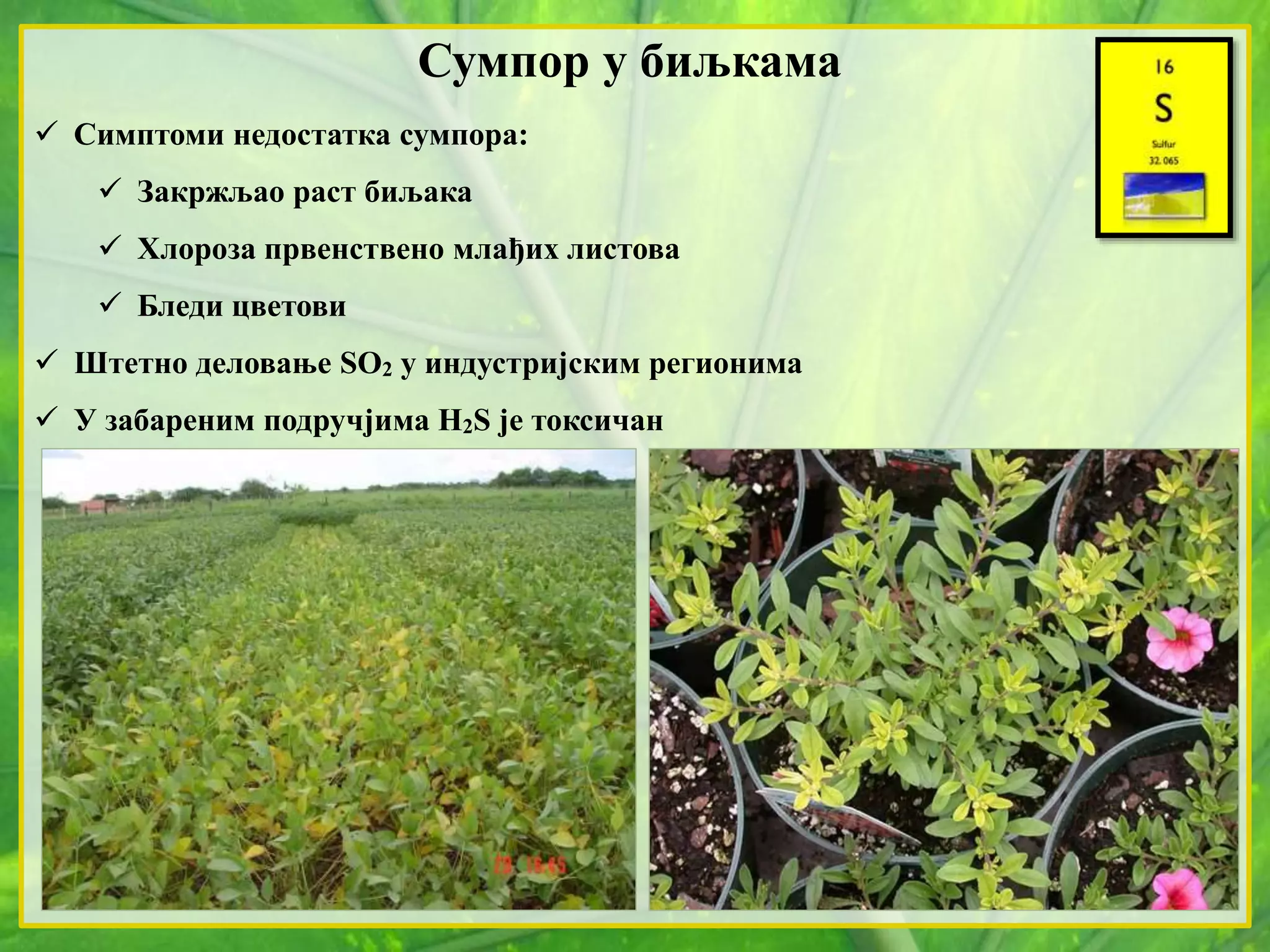 12. Sumpor, fosfor i drugi elementi u biljkama | PPT