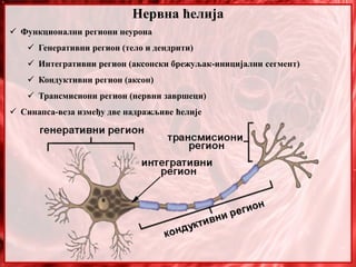 12. Nervna celija i nervni impuls (akcioni potencijal) | PPTX