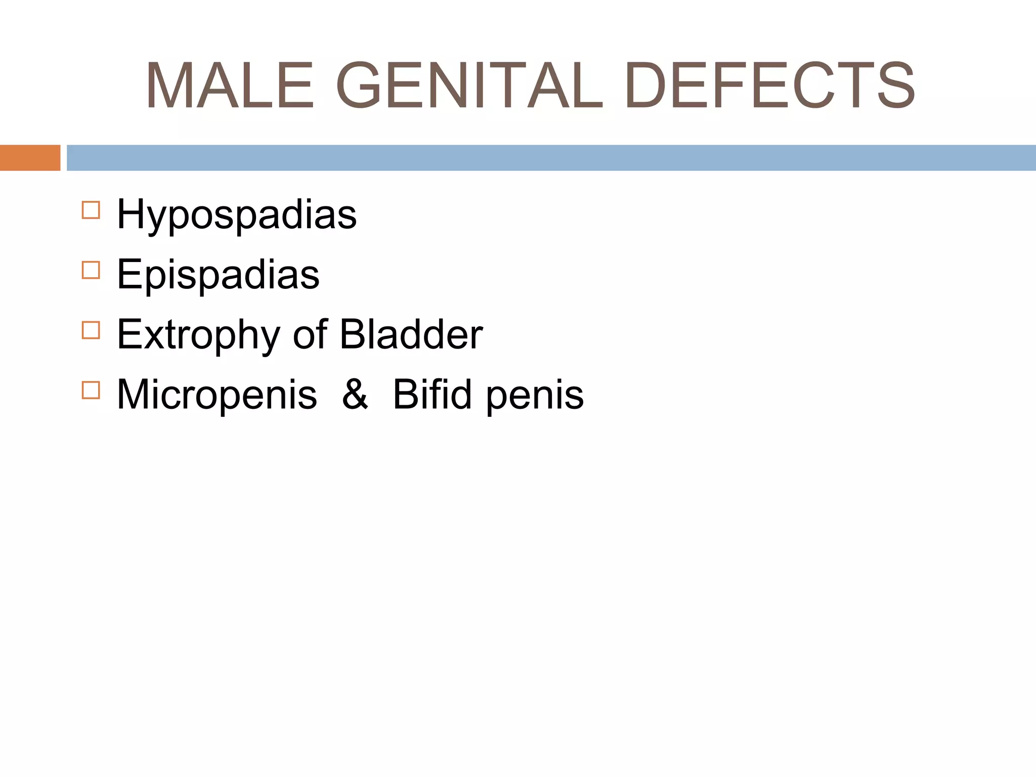 anatomy of male reproductive system | PPT