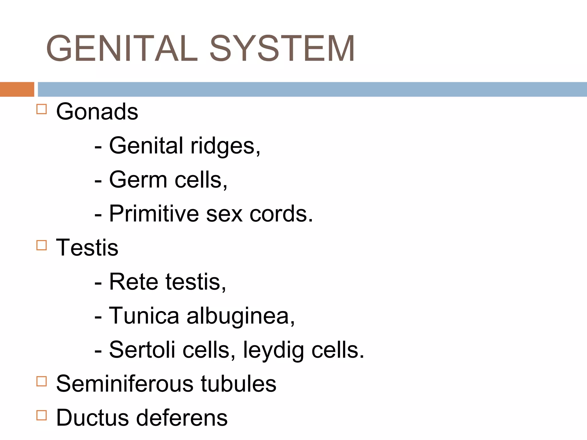 anatomy of male reproductive system | PPT
