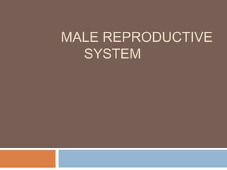 anatomy of male reproductive system | PPT