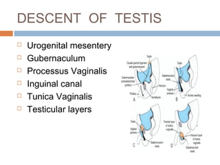 anatomy of male reproductive system | PPT