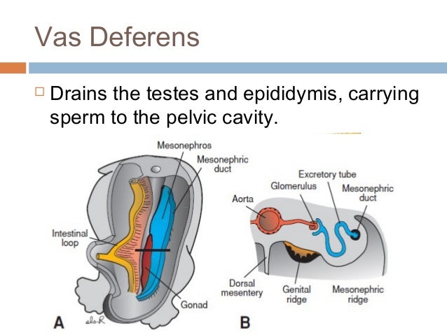 anatomy of male reproductive system