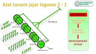 SISTEM TANAM PADI JAJAR LEGOWO 2 : 1 (Dedi K ) | PPTX