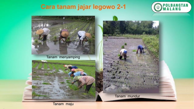 SISTEM TANAM PADI JAJAR LEGOWO 2 : 1 (Dedi K ) | PPTX