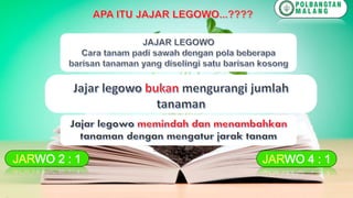 SISTEM TANAM PADI JAJAR LEGOWO 2 : 1 (Dedi K ) | PPTX