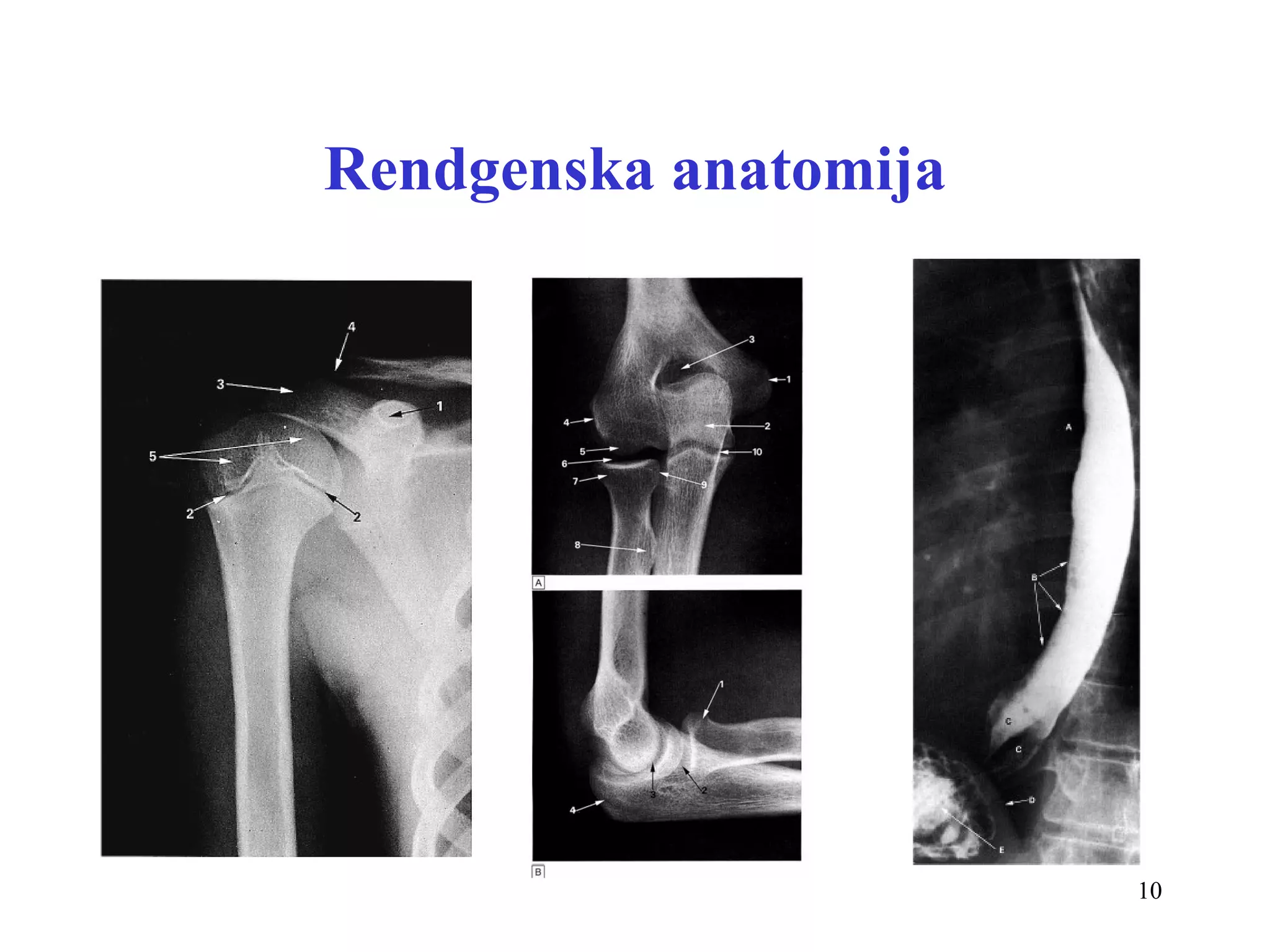 Anatomija uvod (1) | PPT
