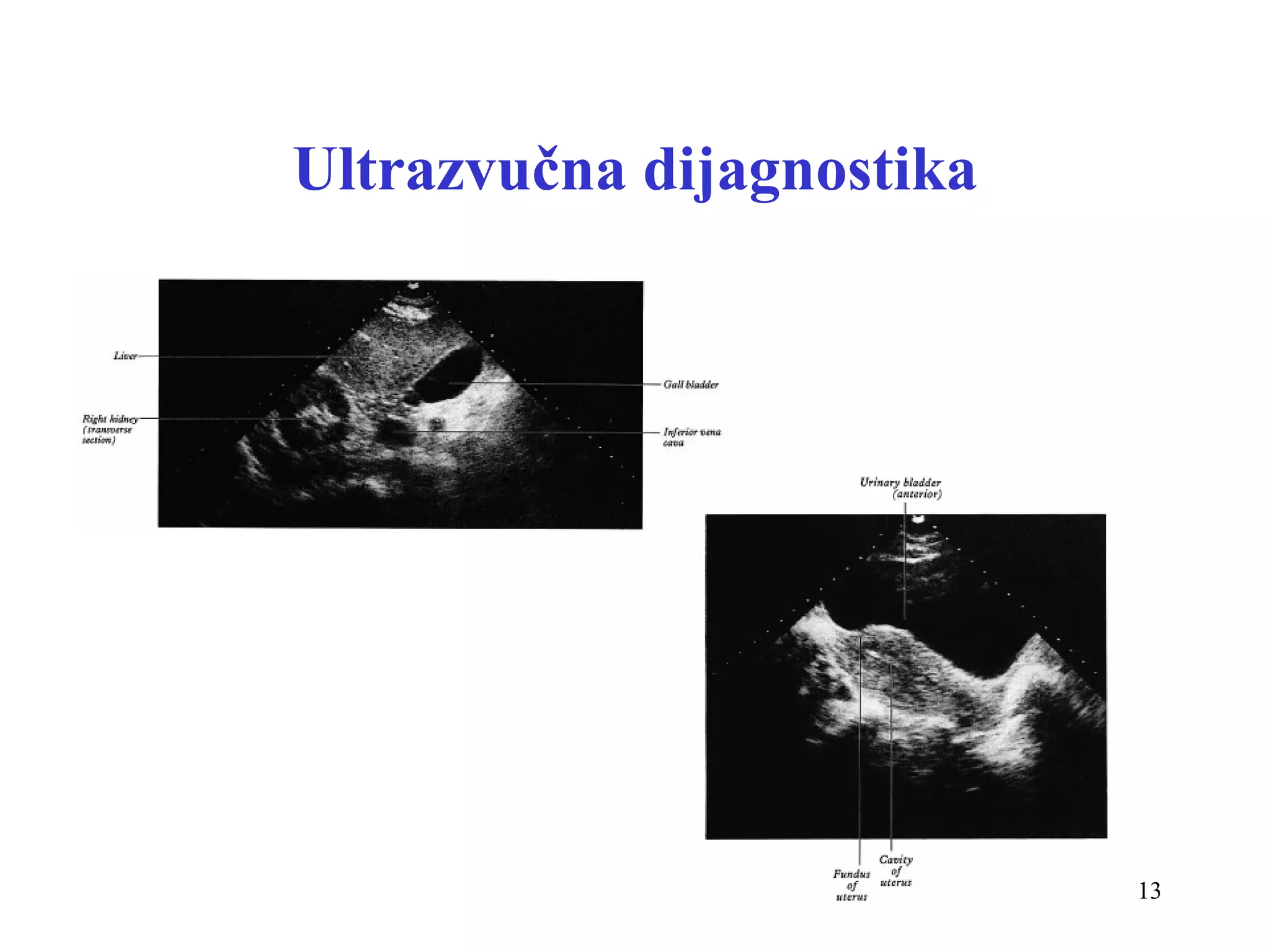 Anatomija uvod (1) | PPT