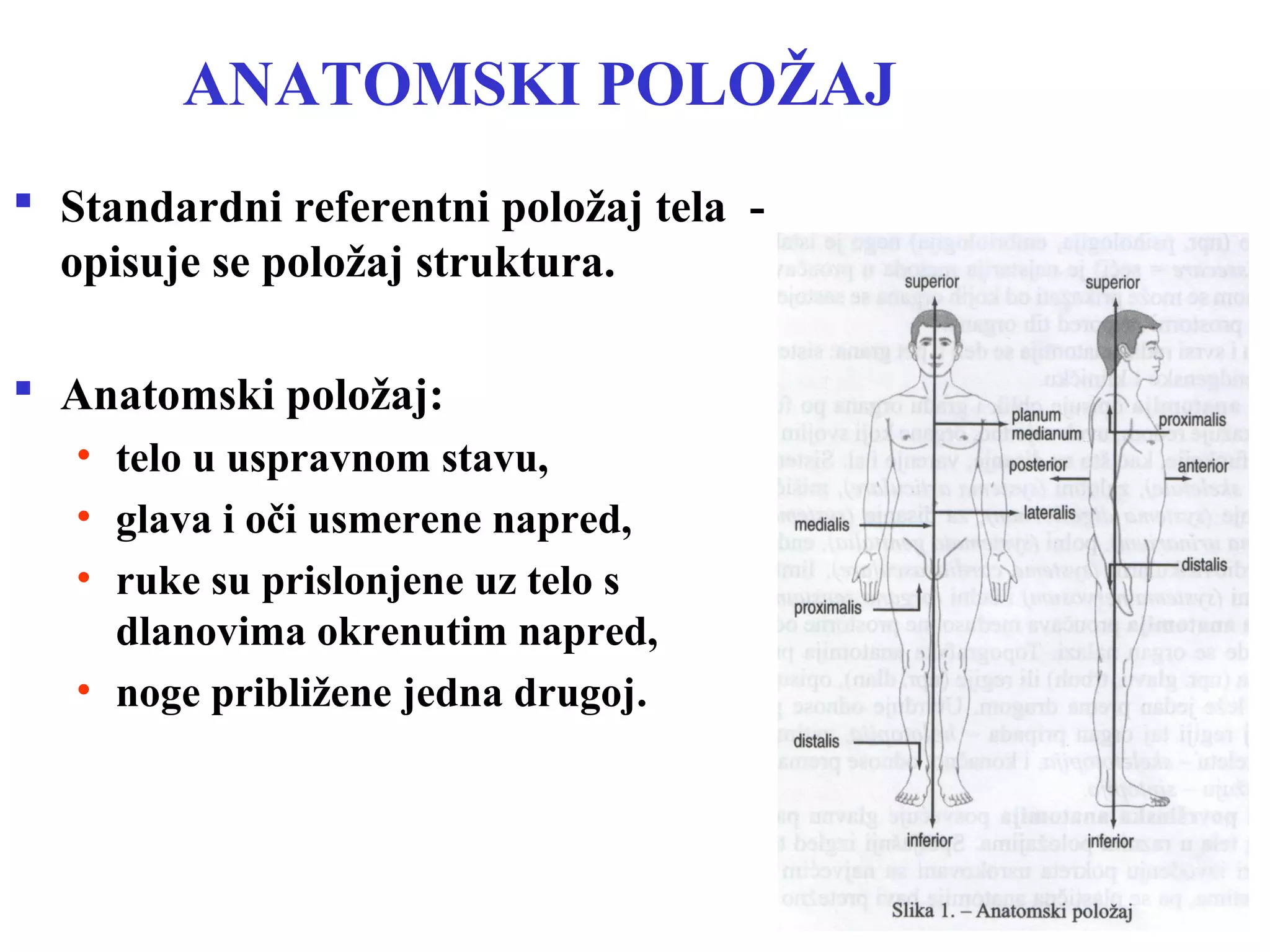 Anatomija uvod (1) | PPT
