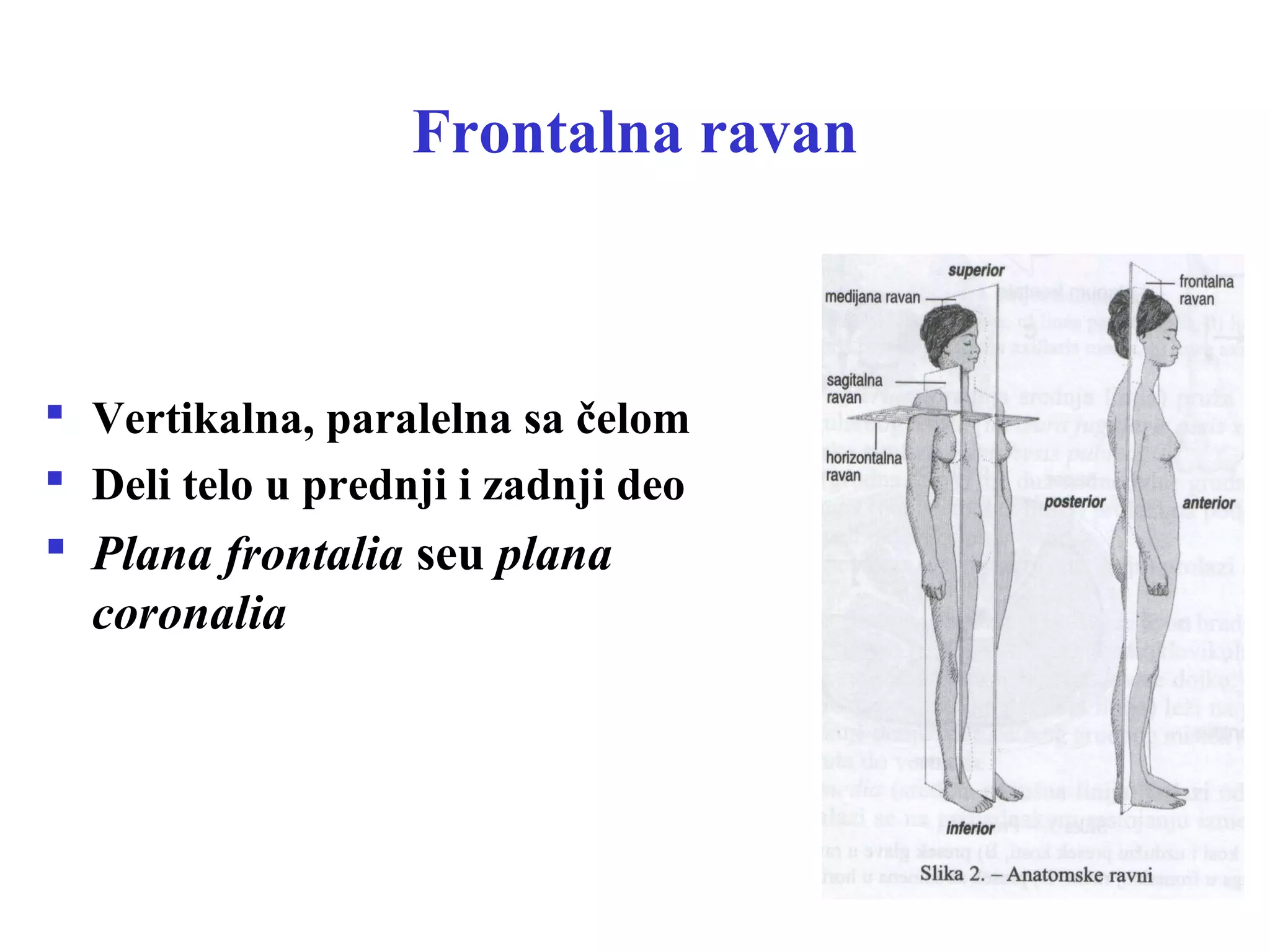 Anatomija uvod (1) | PPT