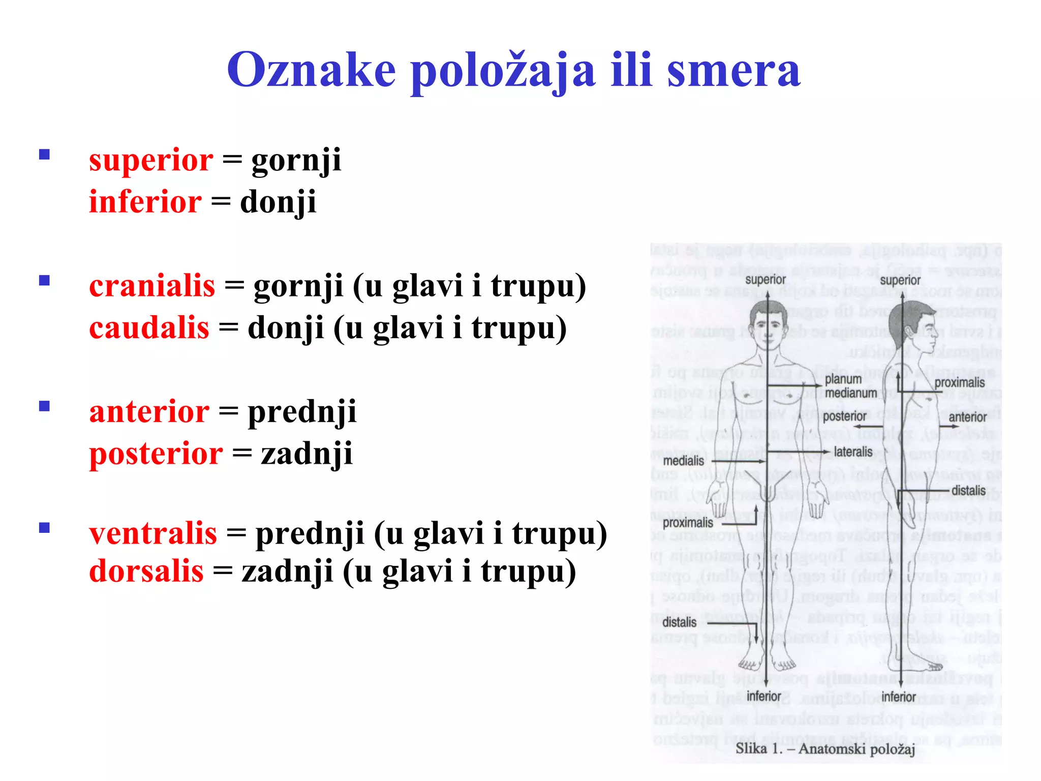 Anatomija uvod (1) | PPT
