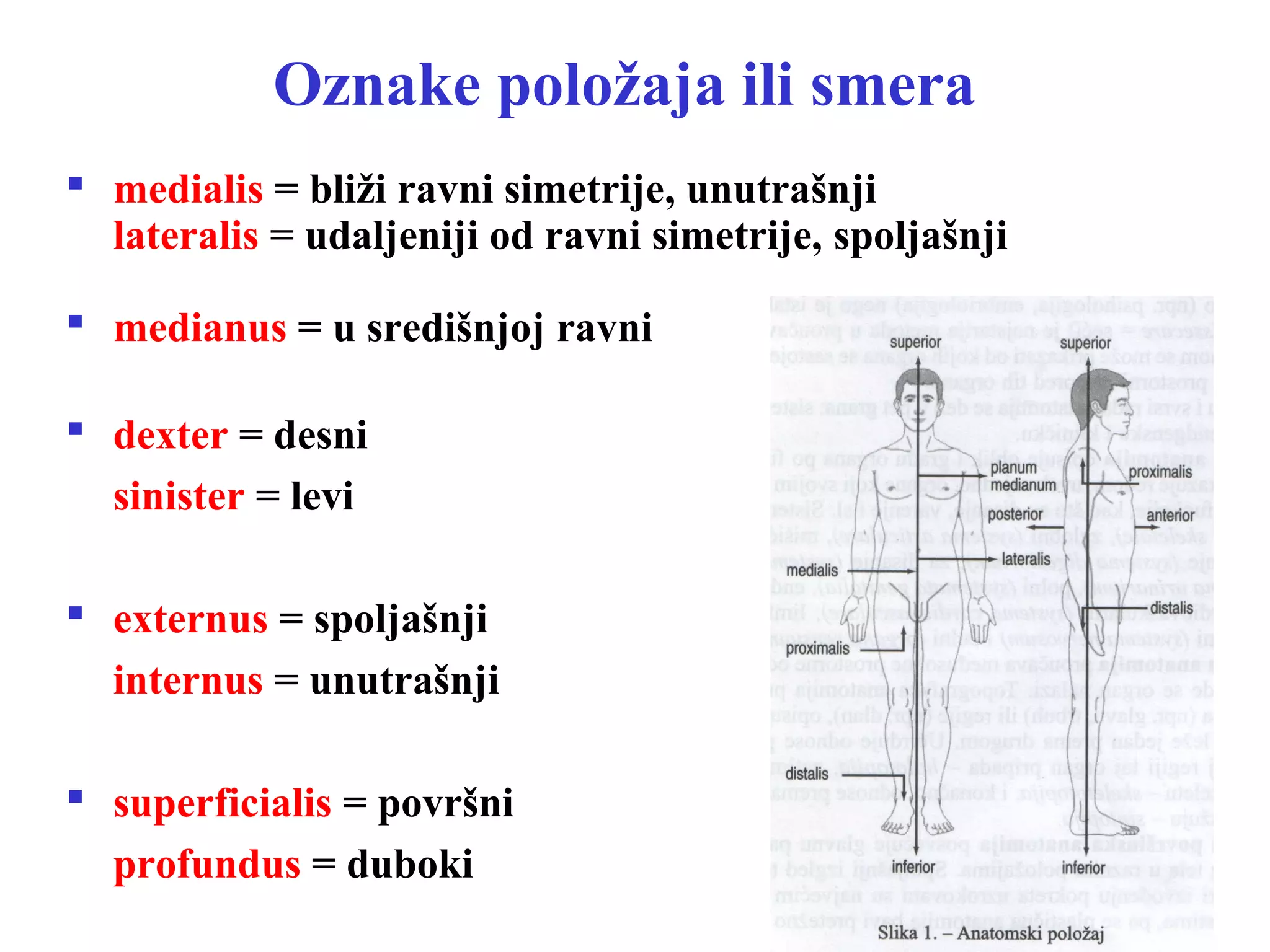 Anatomija uvod (1) | PPT