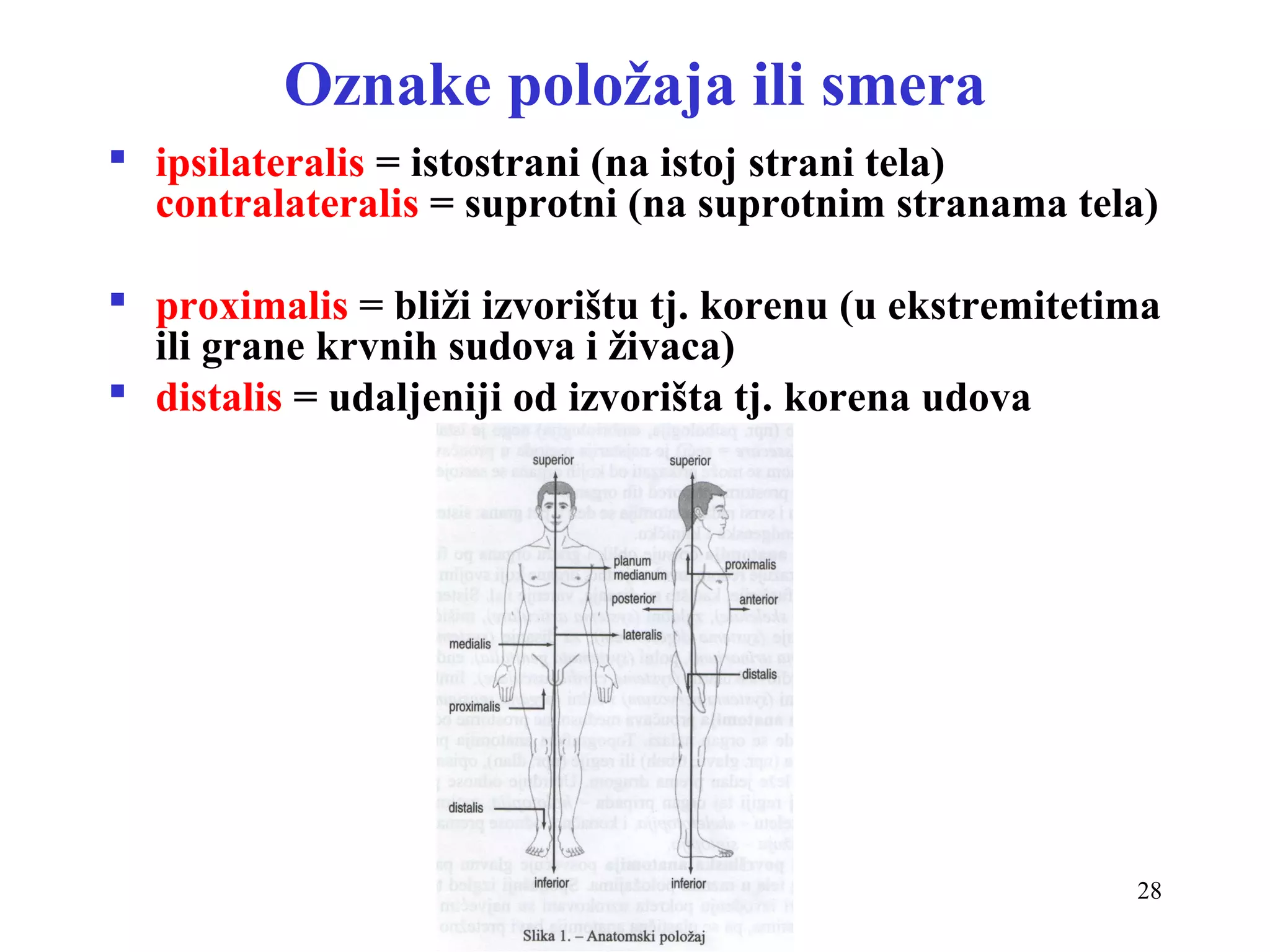 Anatomija uvod (1) | PPT