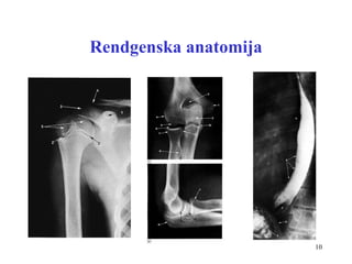 Anatomija uvod (1) | PPT