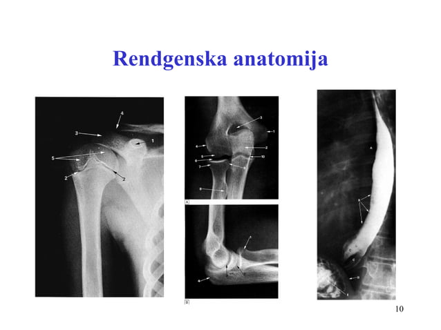 Anatomija uvod (1) | PPT